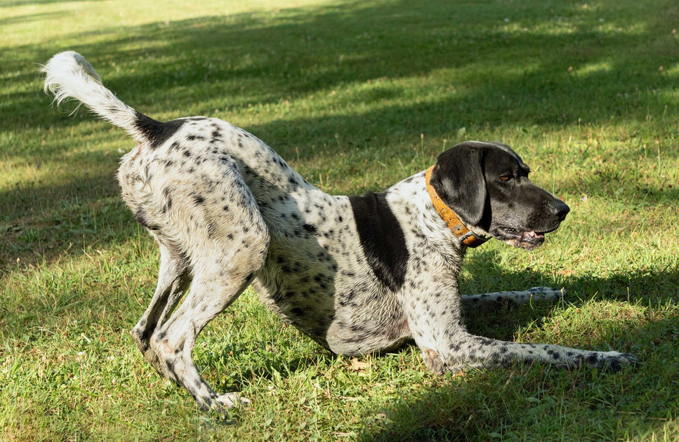 UNDERSTANDING DOG BODY LANGUAGE: INTERPRETING CANINE SIGNALS AND COMMU ...