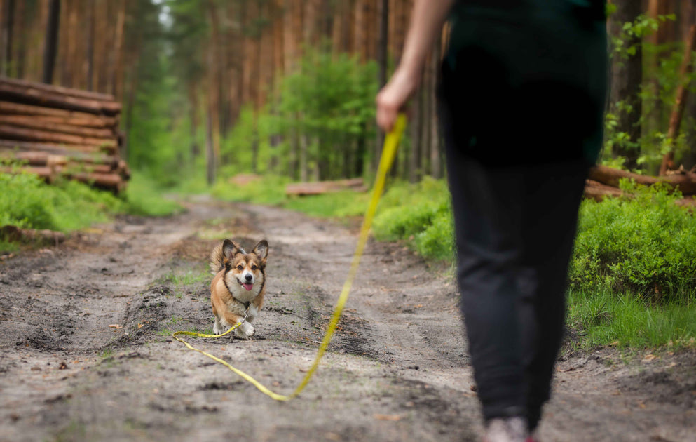 MASTERING THE ART OF DOG RECALL: ESSENTIAL TRAINING FOR OFF-LEASH FREE ...